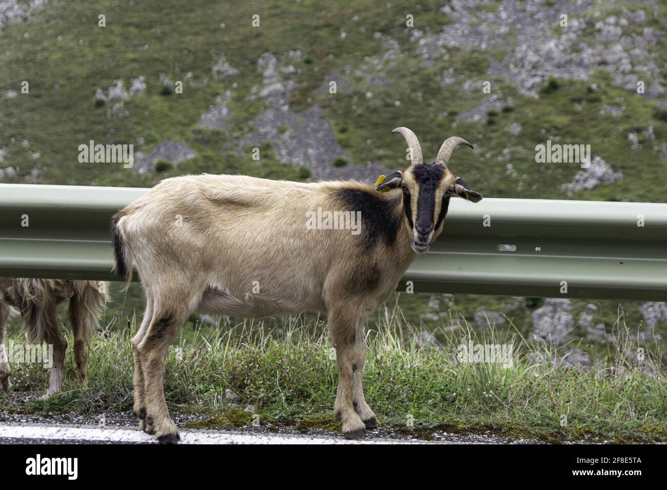 Goat on side of road hi-res stock photography and images - Alamy