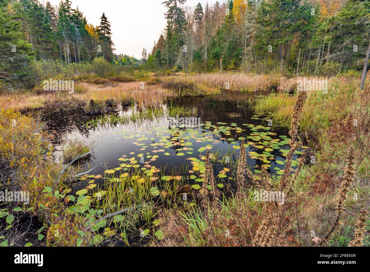 Bog ecosystem hi-res stock photography and images - Alamy