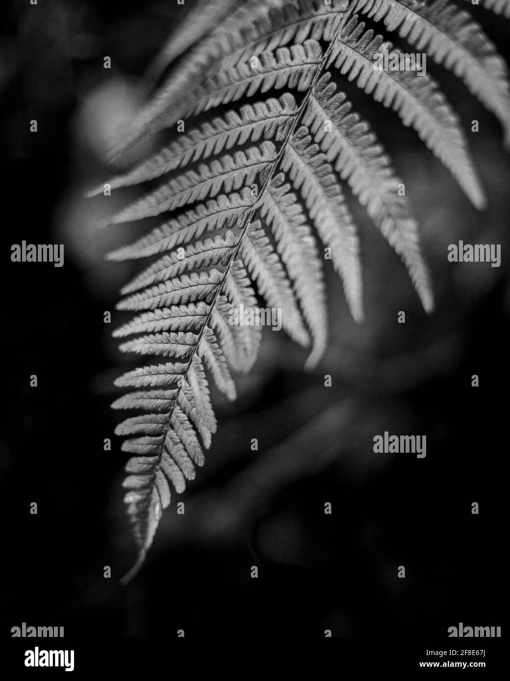 Vertical grayscale shot of a fern plant Stock Photo - Alamy