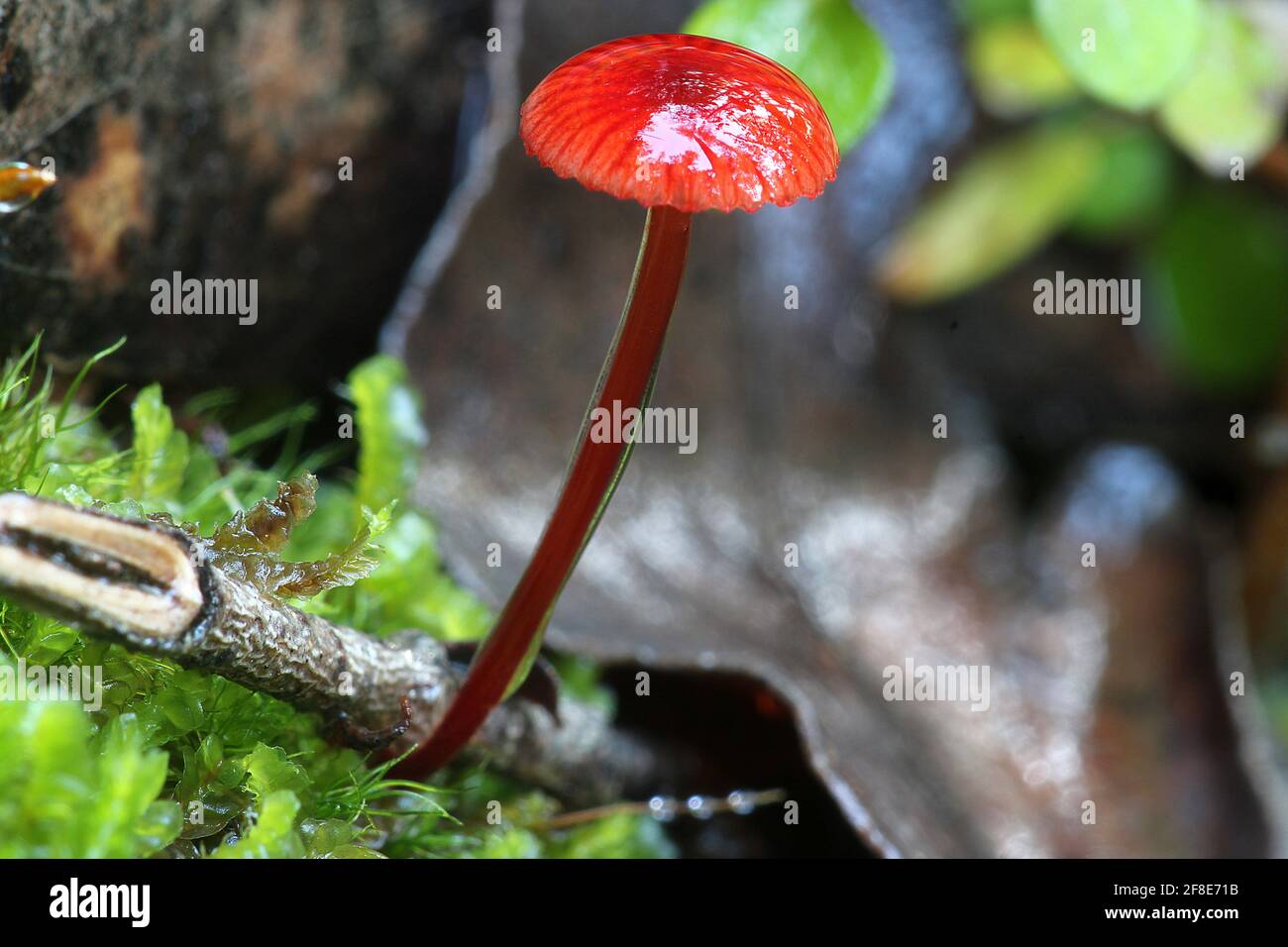 Autumn bush fungi Stock Photo - Alamy