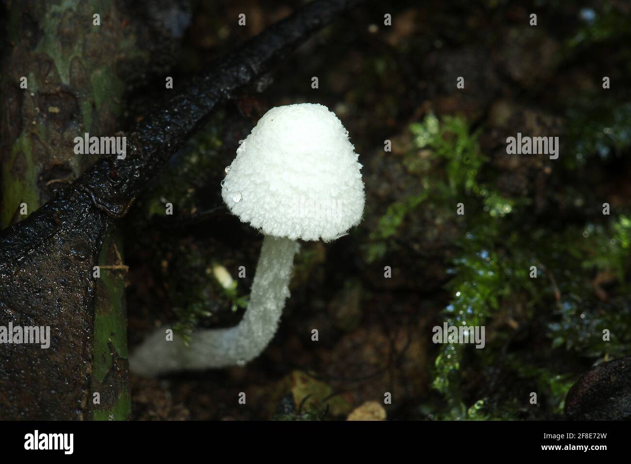 Autumn bush fungi Stock Photo - Alamy