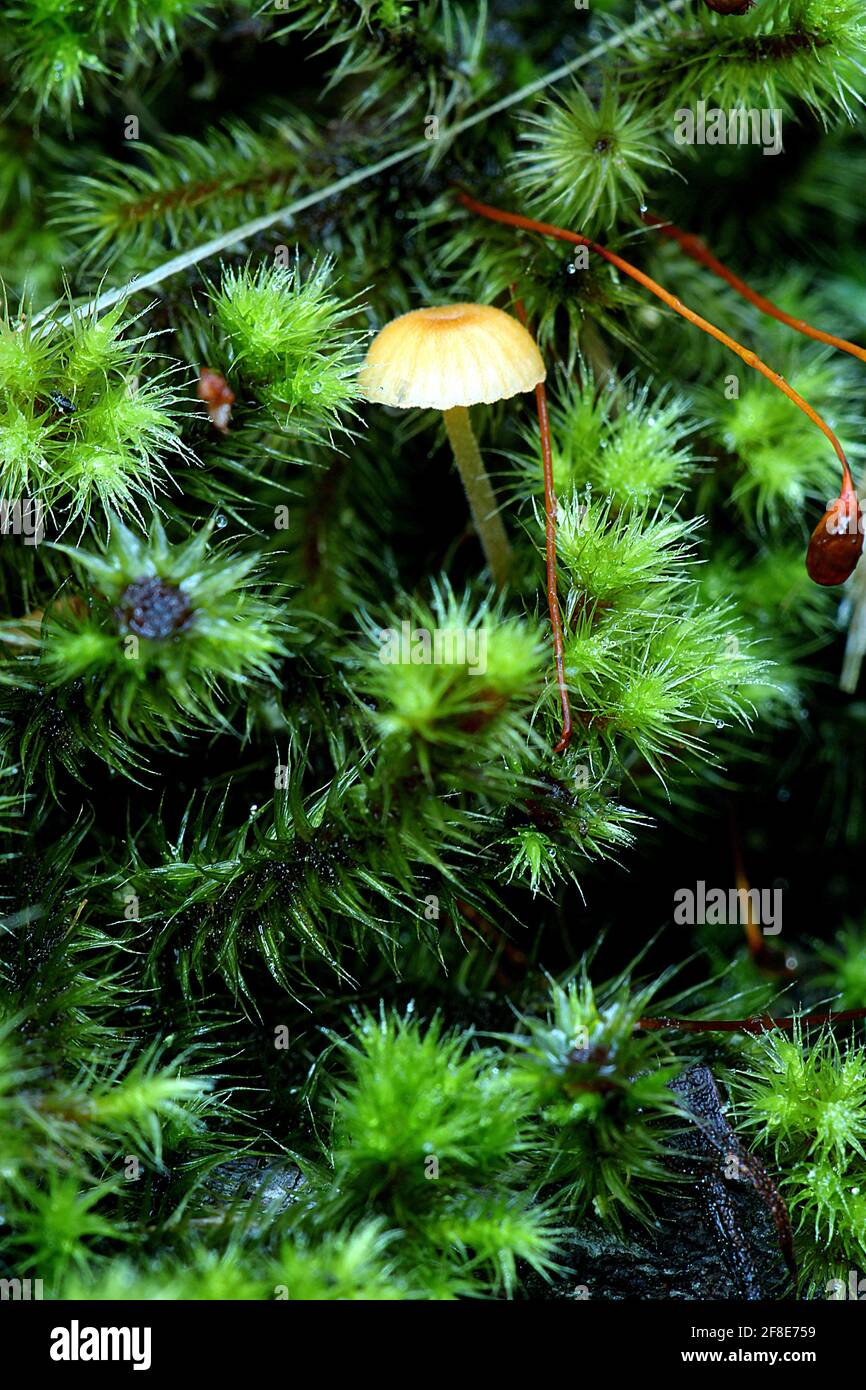 Autumn bush fungi Stock Photo - Alamy