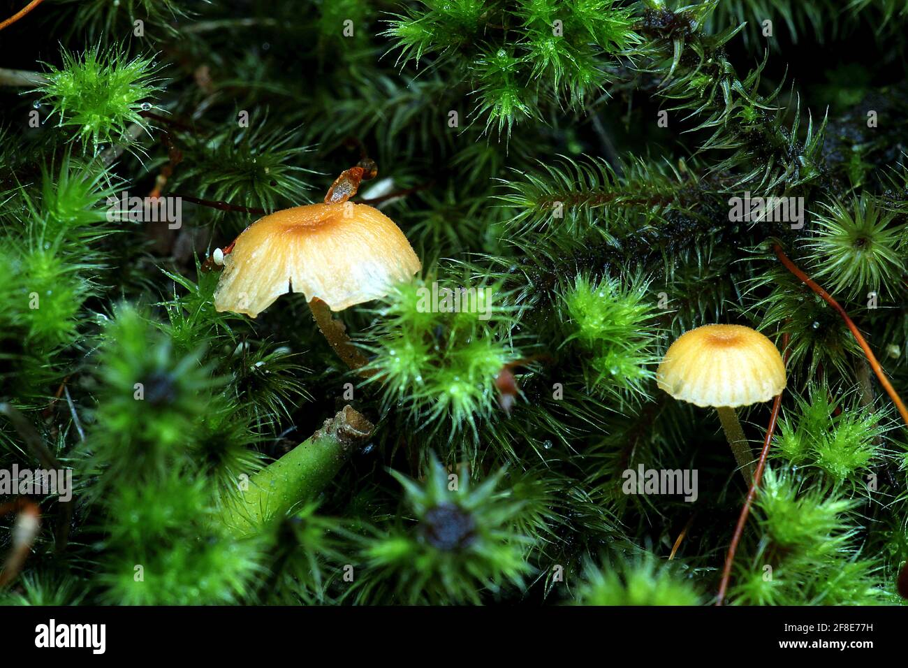 Autumn bush fungi Stock Photo - Alamy