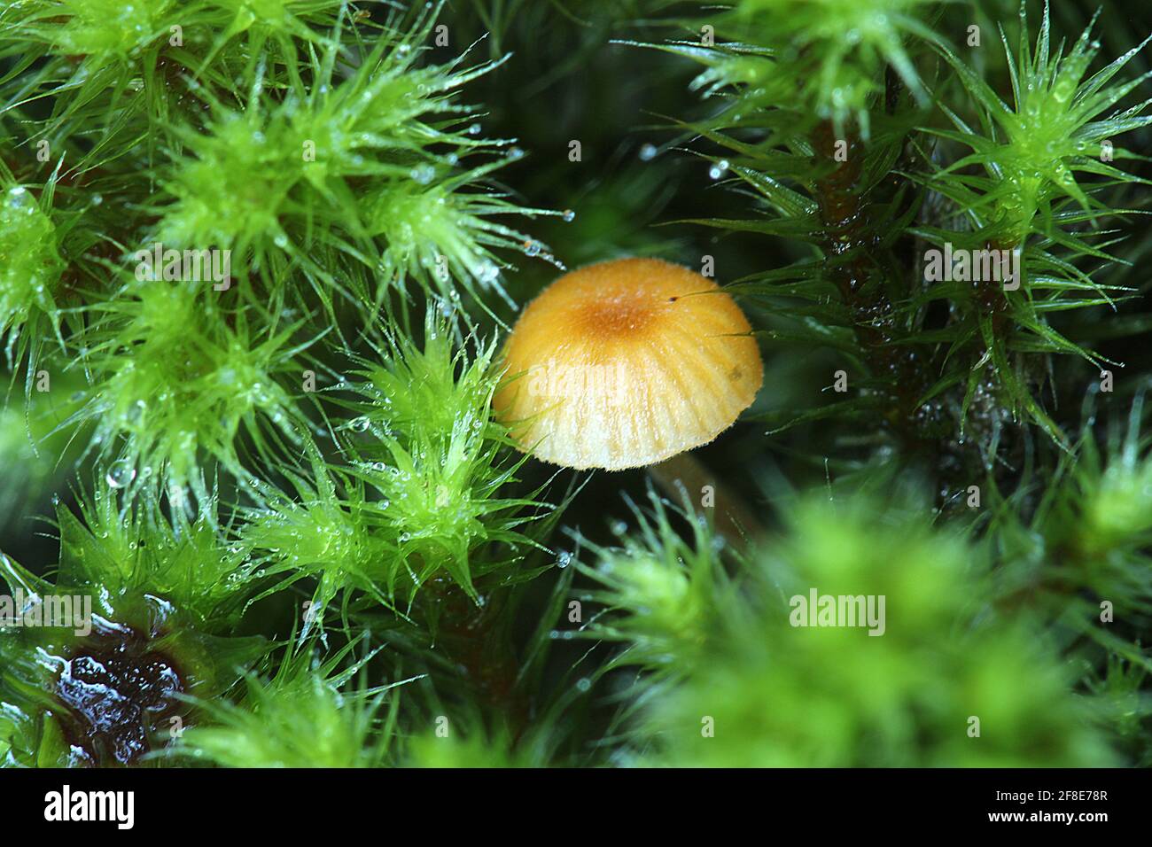 Autumn bush fungi Stock Photo - Alamy