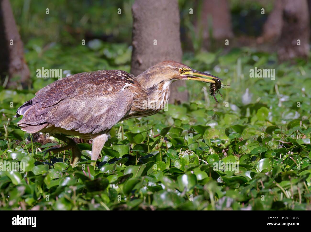 American bittern (Botaurus lentiginosus) hunting crayfish, Brazos Bend ...
