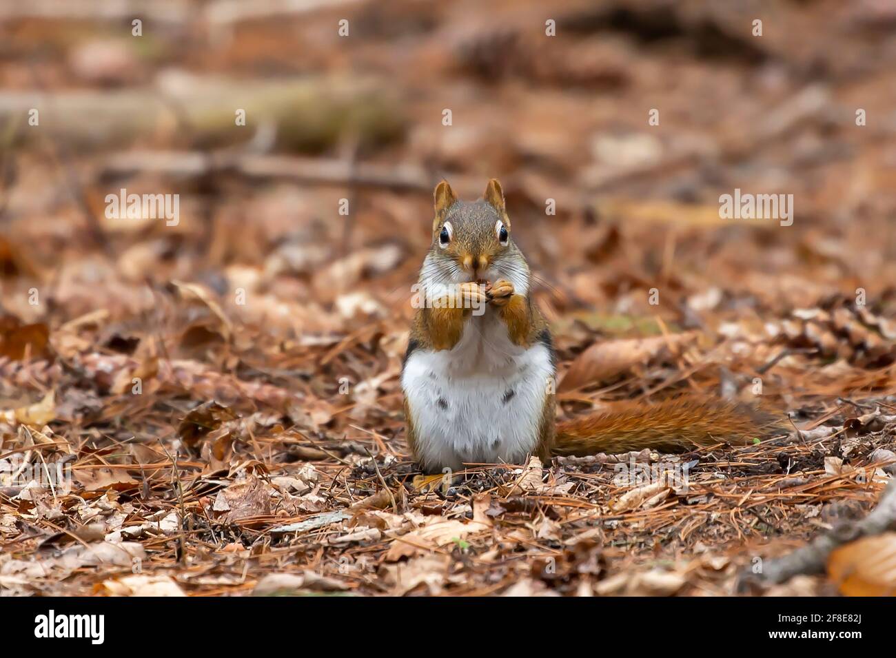 North American Red Squirrel High Resolution Stock Photography and ...
