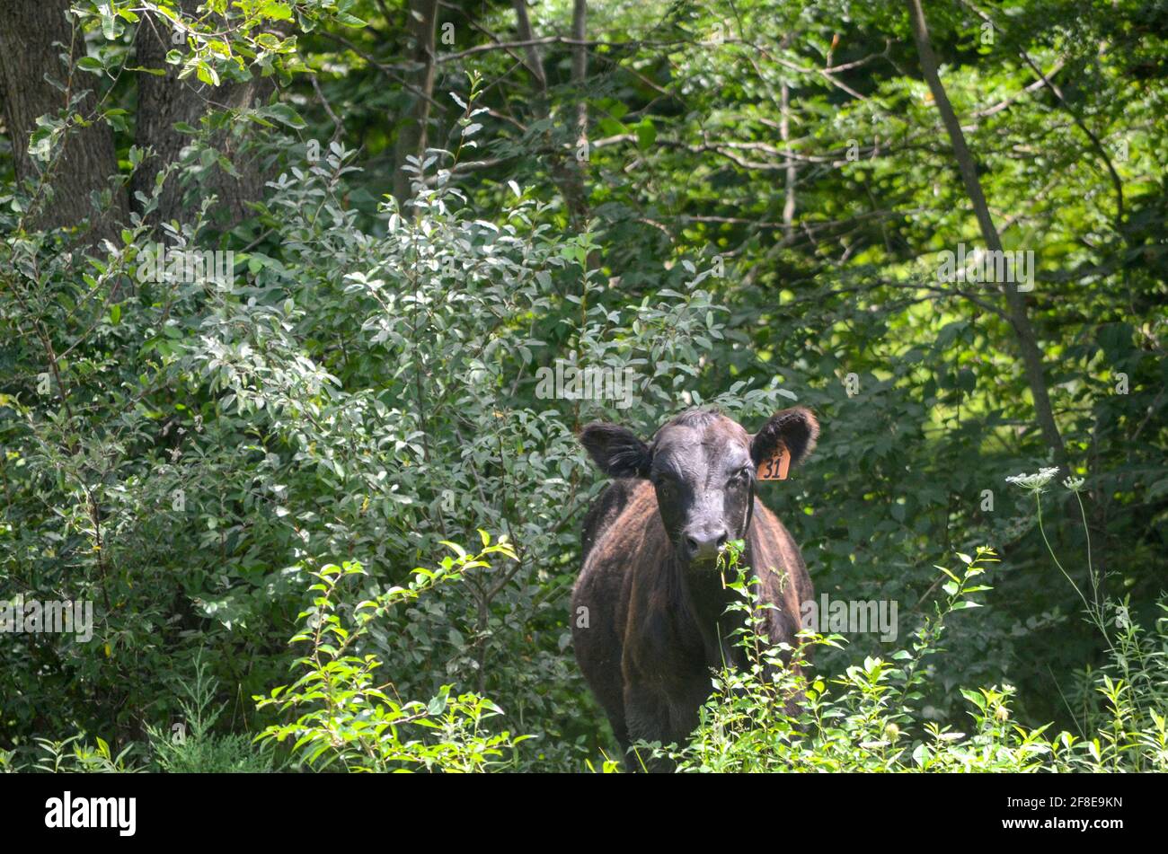 Midewin prairie hi-res stock photography and images - Alamy
