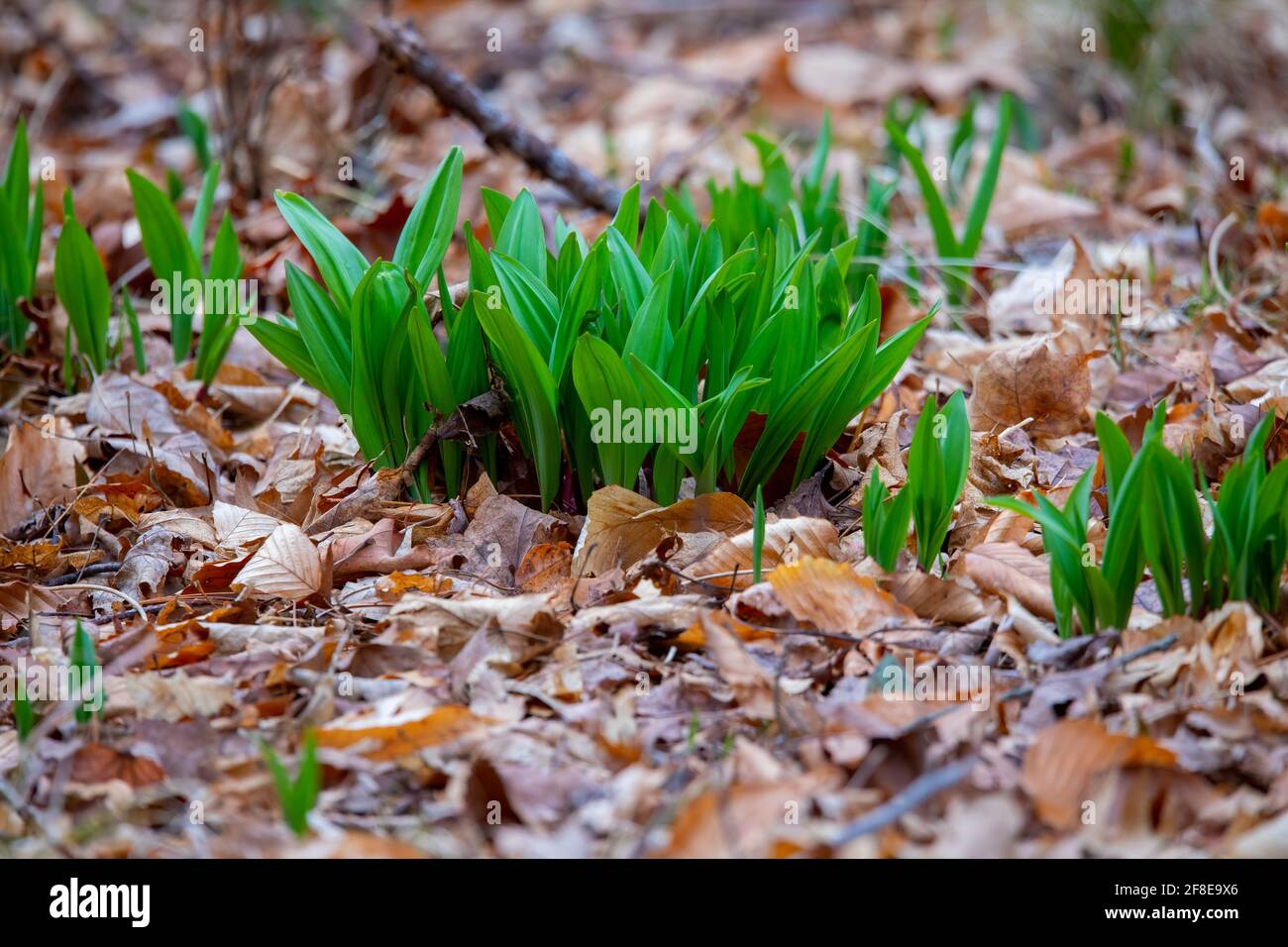 Wild Ramps - wild garlic ( Allium tricoccum), commonly known as ramp ...