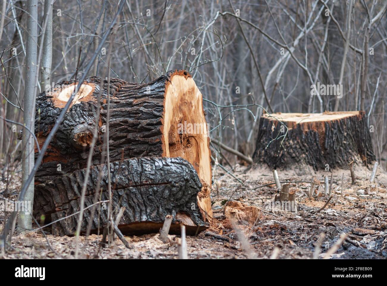 Stump of old cut-off tree in public park or forest - cutting down ...
