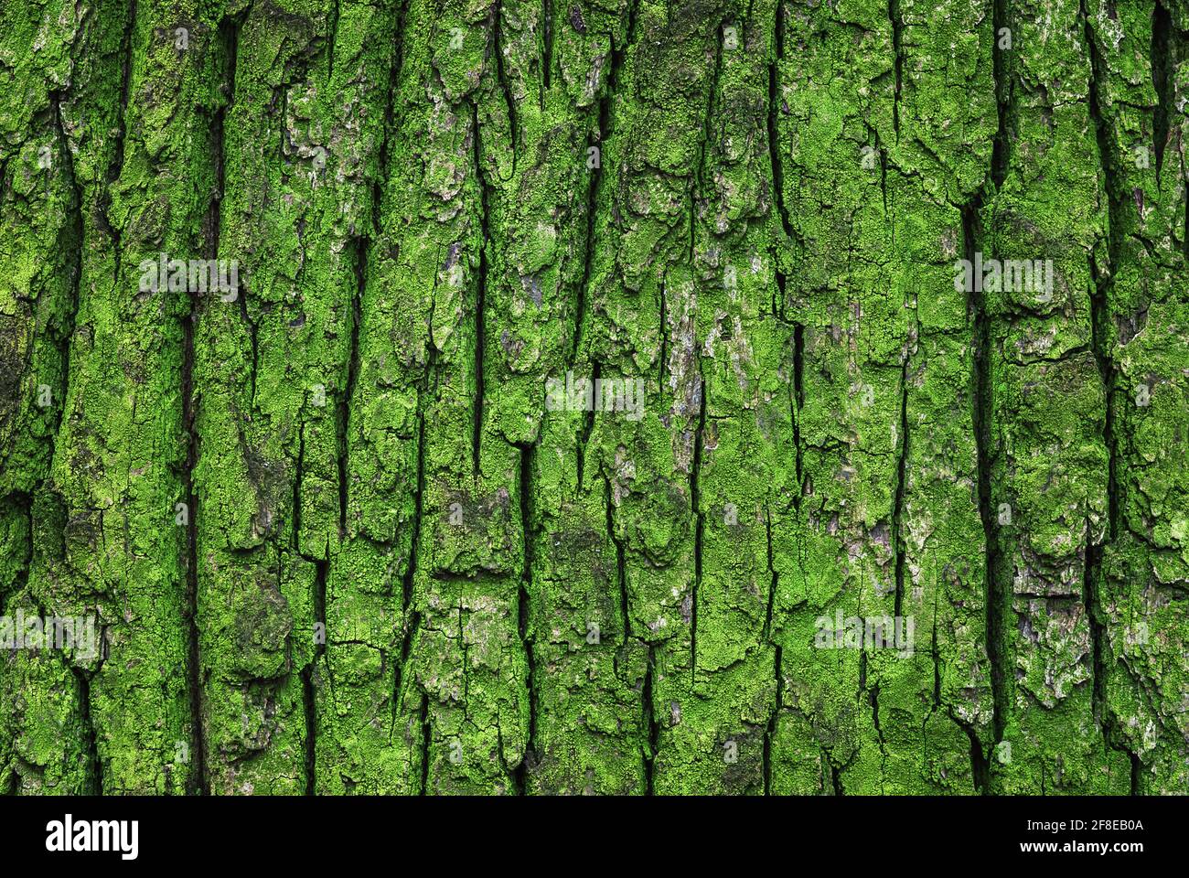 Texture of old oak tree green mossy trunk Stock Photo - Alamy
