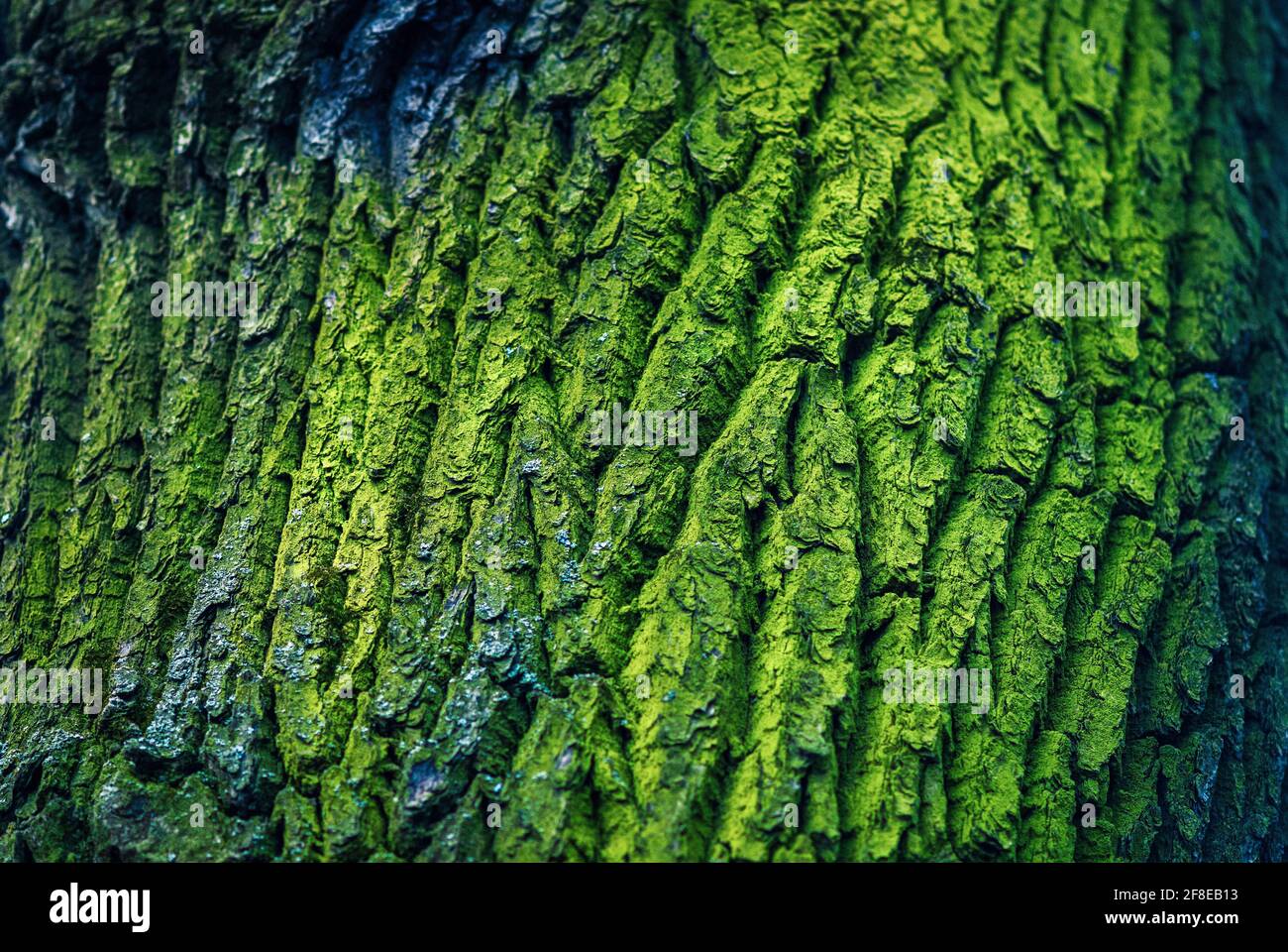 Dark green textured bark texture of an old tree covered with moss Stock ...