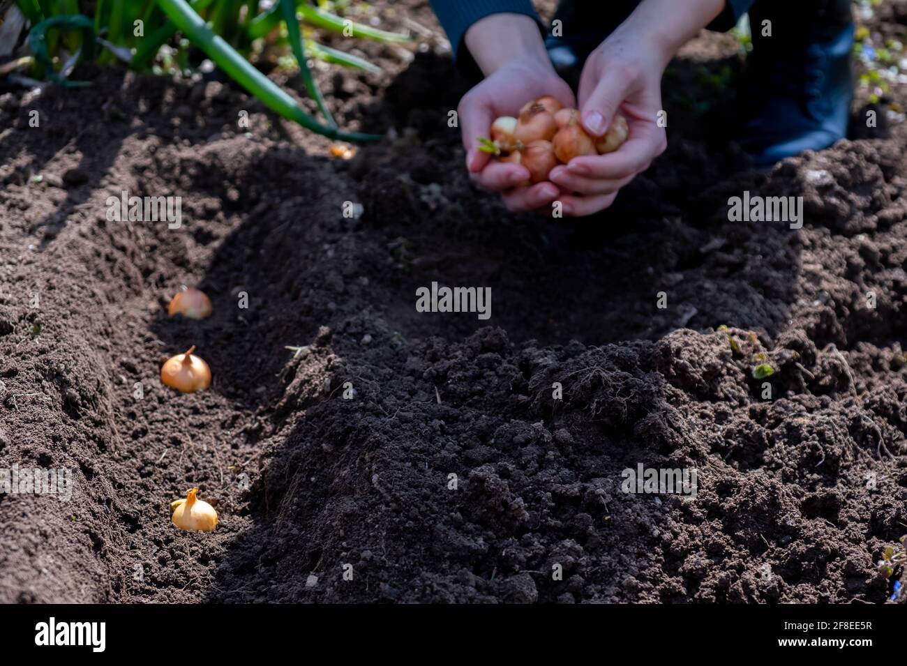 Young bulbs in the hands of the gardener before planting Stock Photo ...