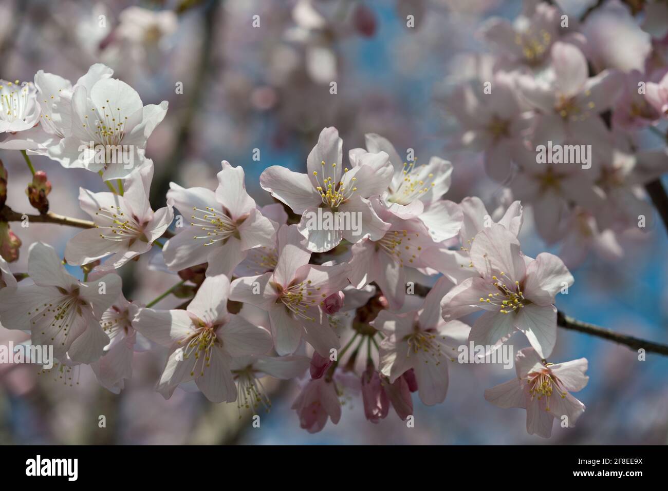 early blooming pale pink cherry blossoms Stock Photo - Alamy