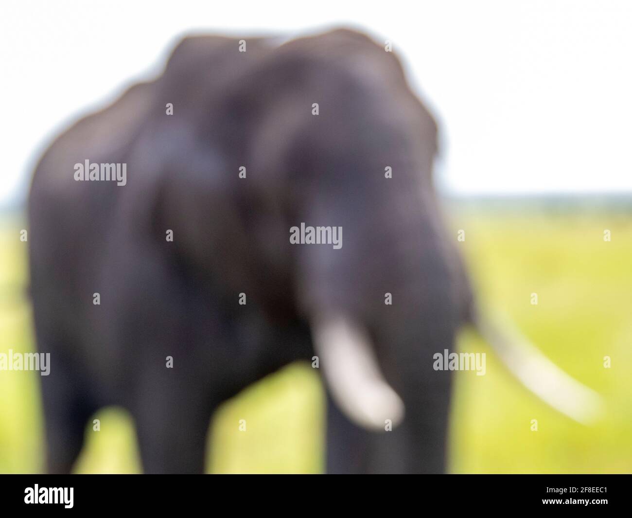 African elephant trunk focus hi-res stock photography and images - Alamy