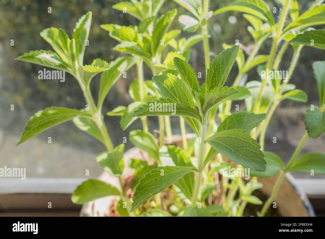 See through plant pot hi-res stock photography and images - Alamy