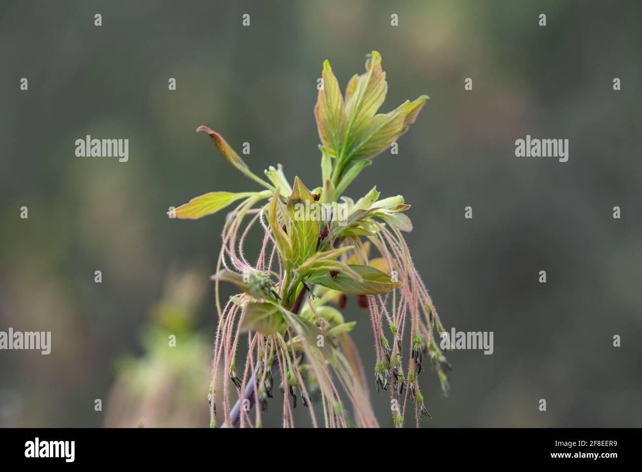 Box Elder Flowers in Springtime Stock Photo - Alamy