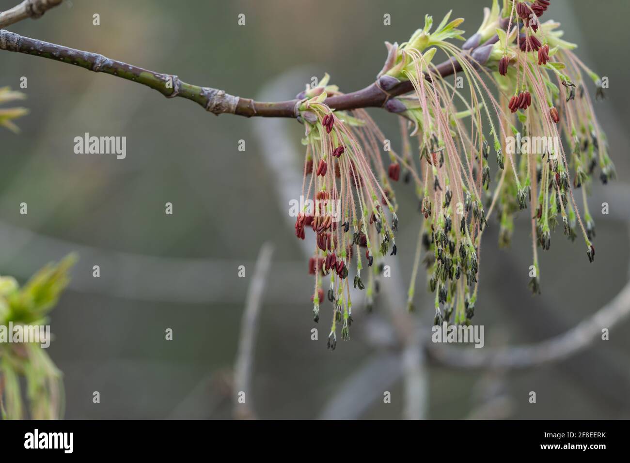 Box Elder Tree High Resolution Stock Photography and Images - Alamy