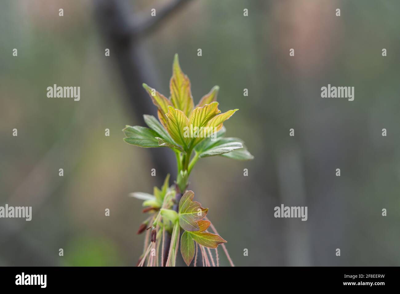 Box Elder Tree High Resolution Stock Photography and Images - Alamy