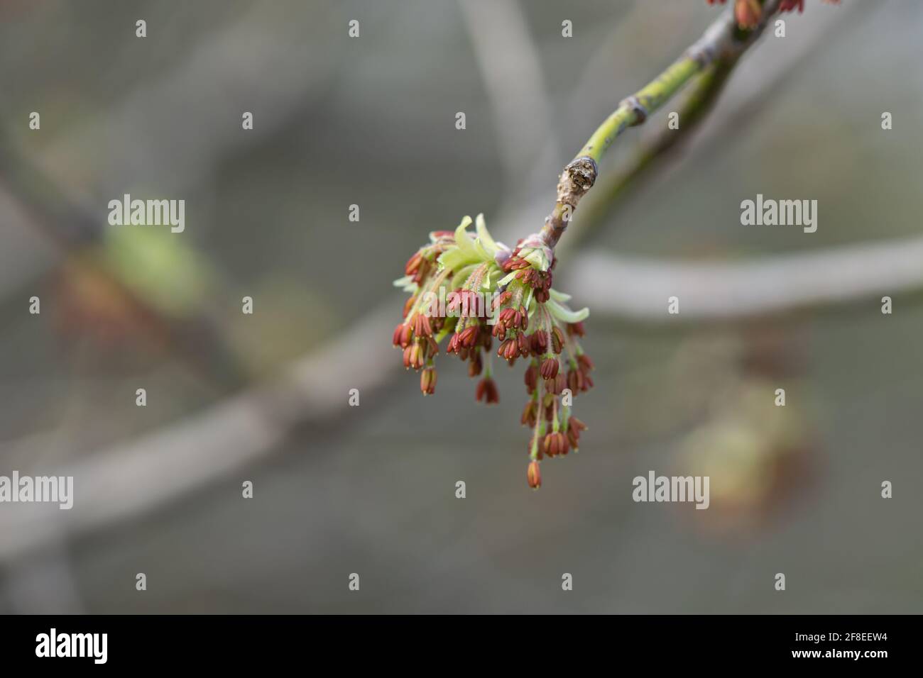 Box Elder Tree High Resolution Stock Photography and Images - Alamy