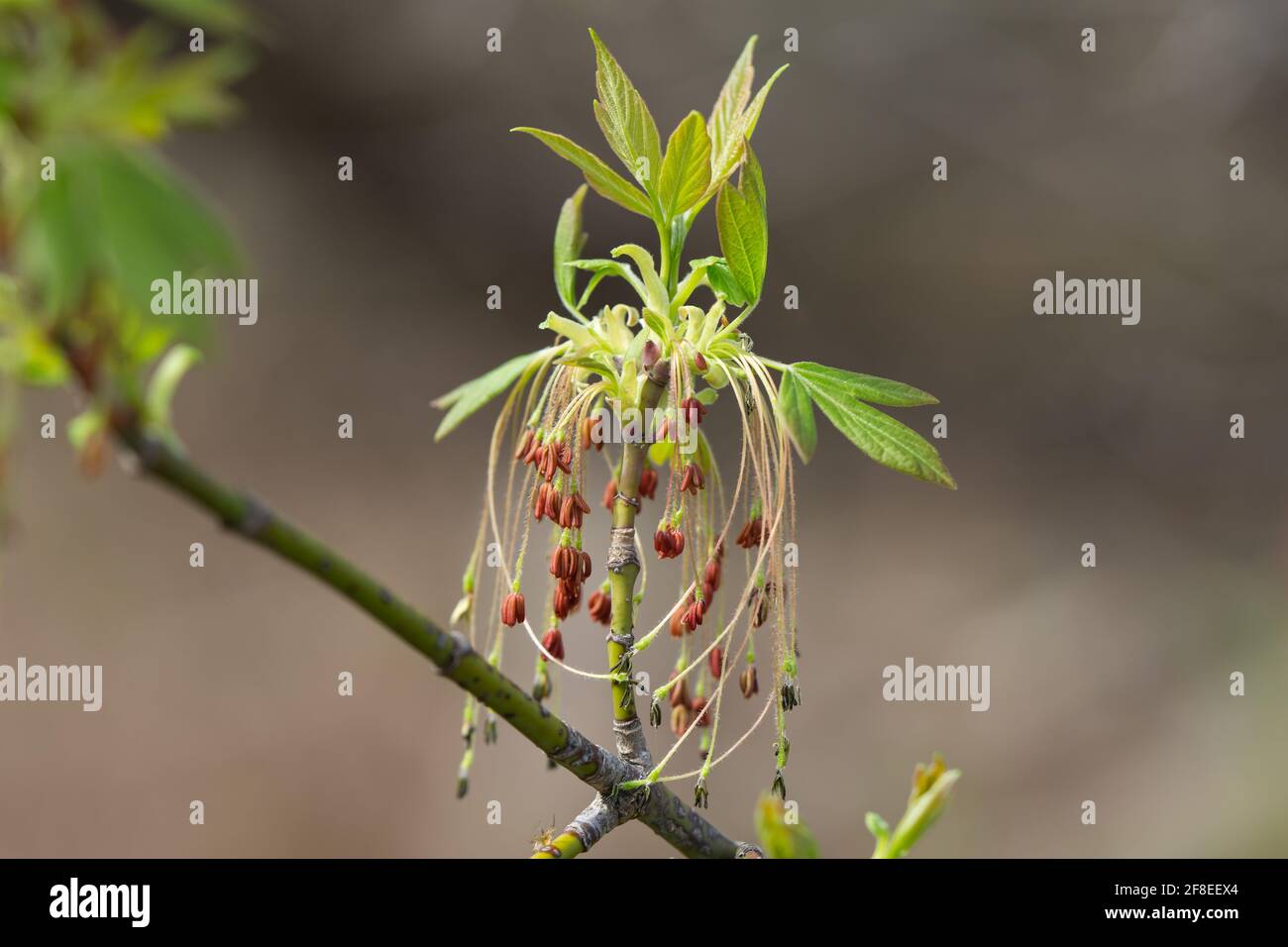 Box Elder Flowers in Springtime Stock Photo - Alamy