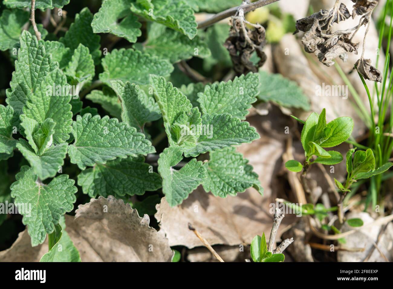 Catnip Leaves Sprouting in Springtime Stock Photo - Alamy