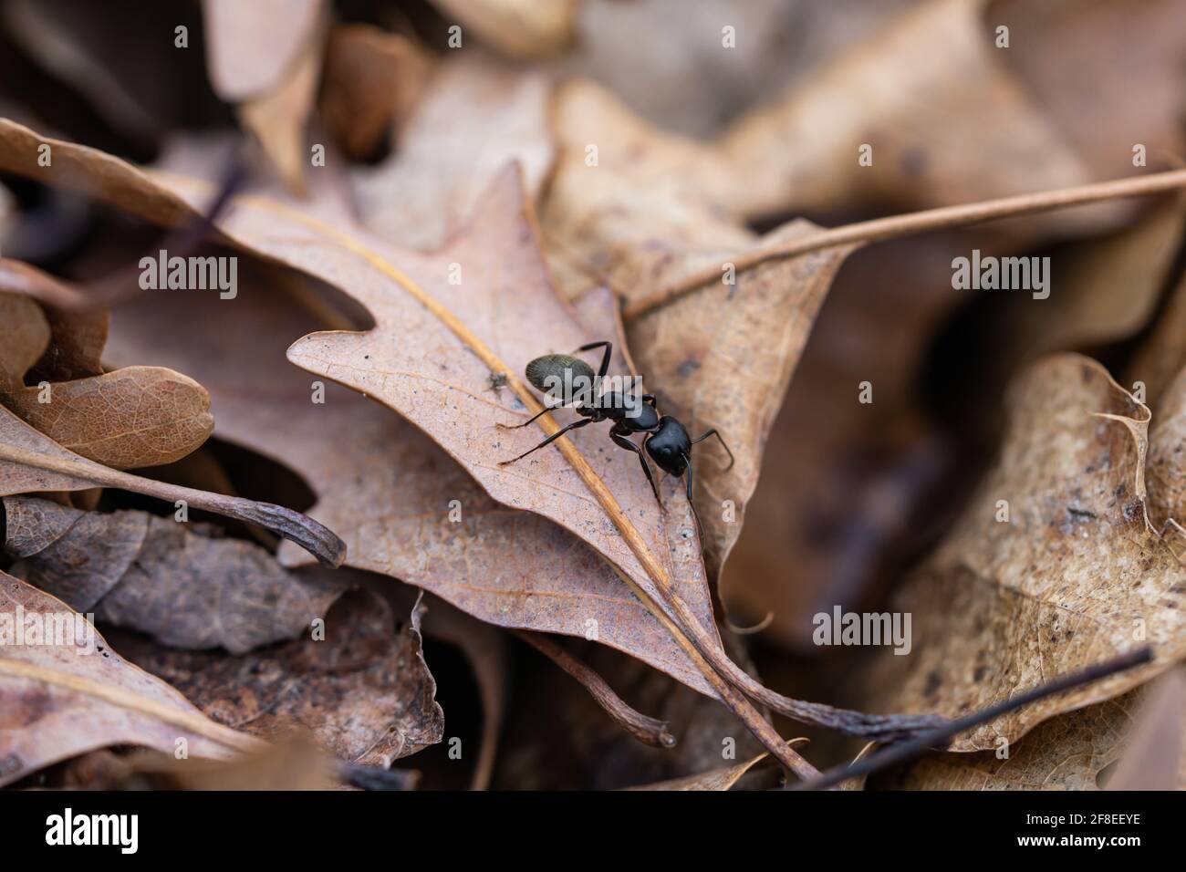 Eastern black carpenter ant hi-res stock photography and images - Alamy