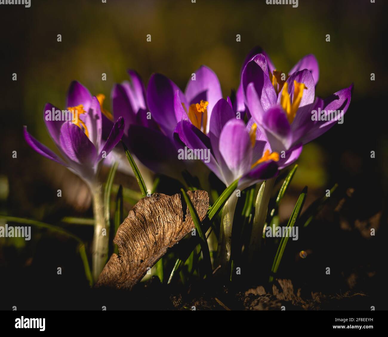 Closeup of beautiful autumn crocus flowers, outdoors Stock Photo - Alamy