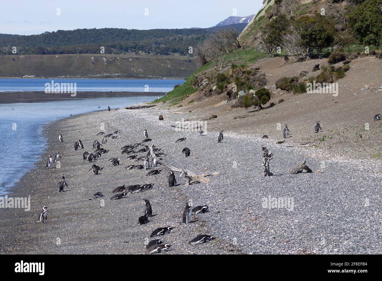 Magellanic penguin on Martillo island beach, Ushuaia. Tierra del Fuego ...