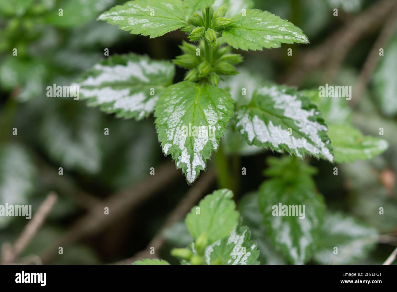 Yellow archangel mint hi-res stock photography and images - Alamy