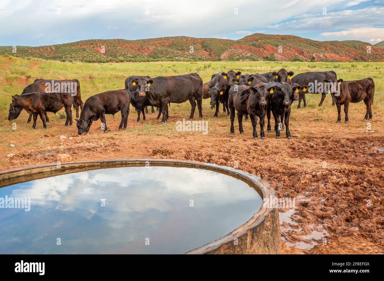 Open range cattle grazing at foothills of Rocky Mountains in northern ...