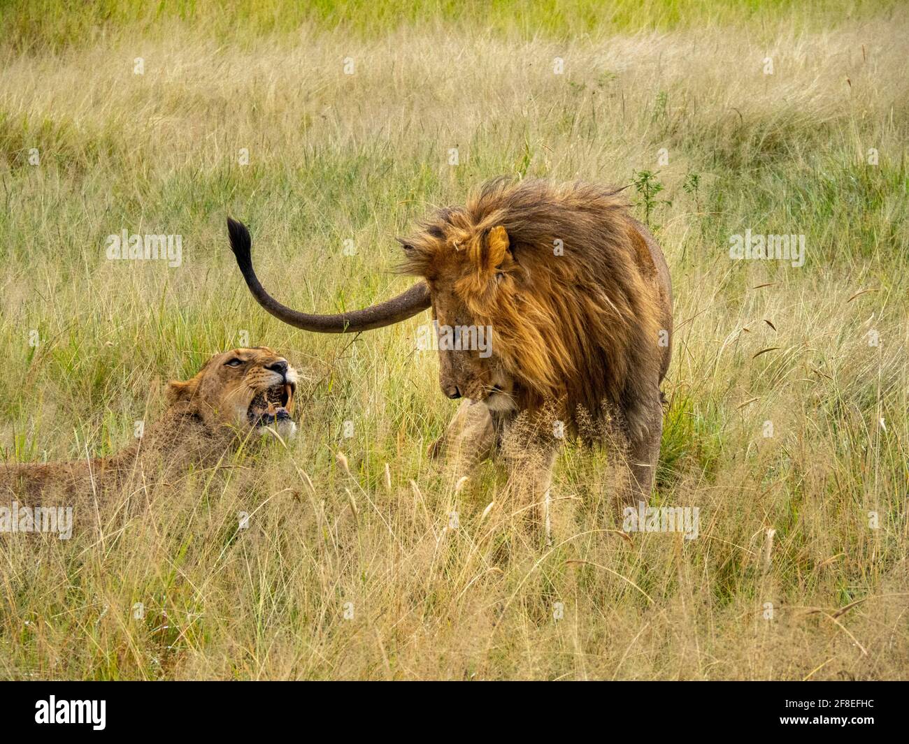 African male lion 2020 hi-res stock photography and images - Alamy