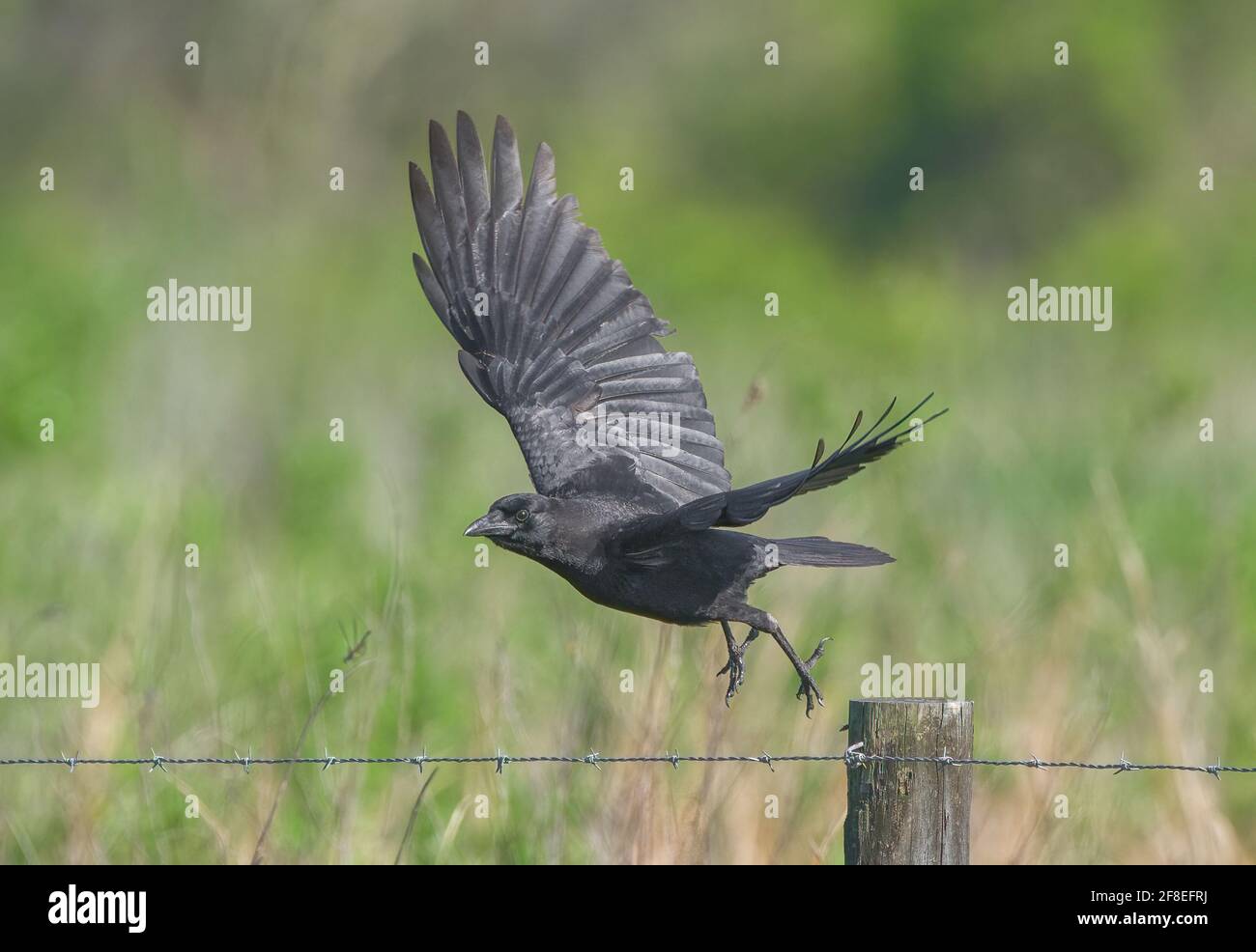 Crow side view hi-res stock photography and images - Alamy