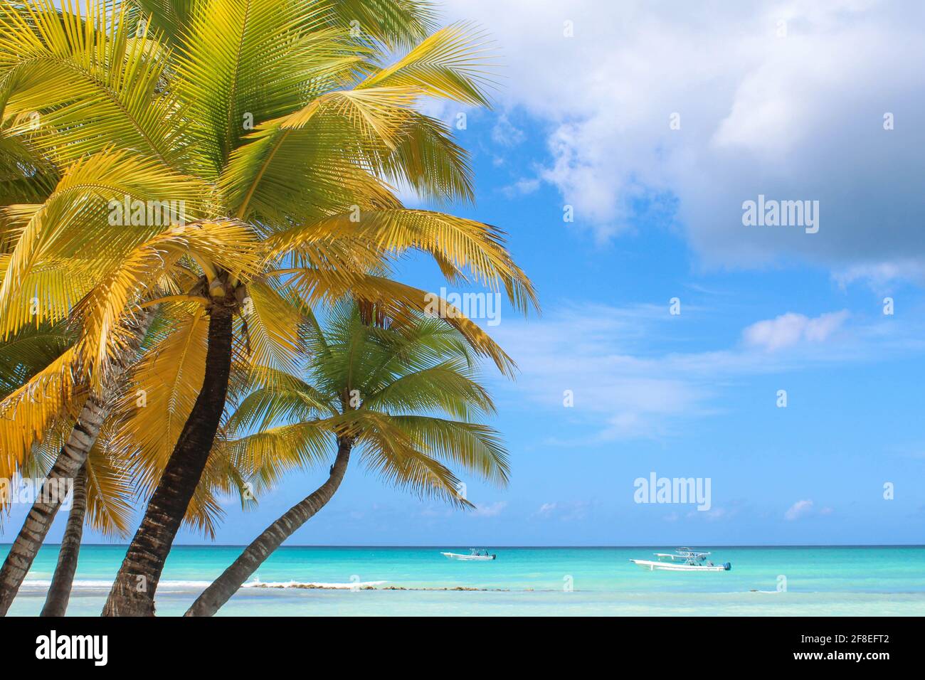 Tropical paradise beach with white sand and coco palms travel tourism ...