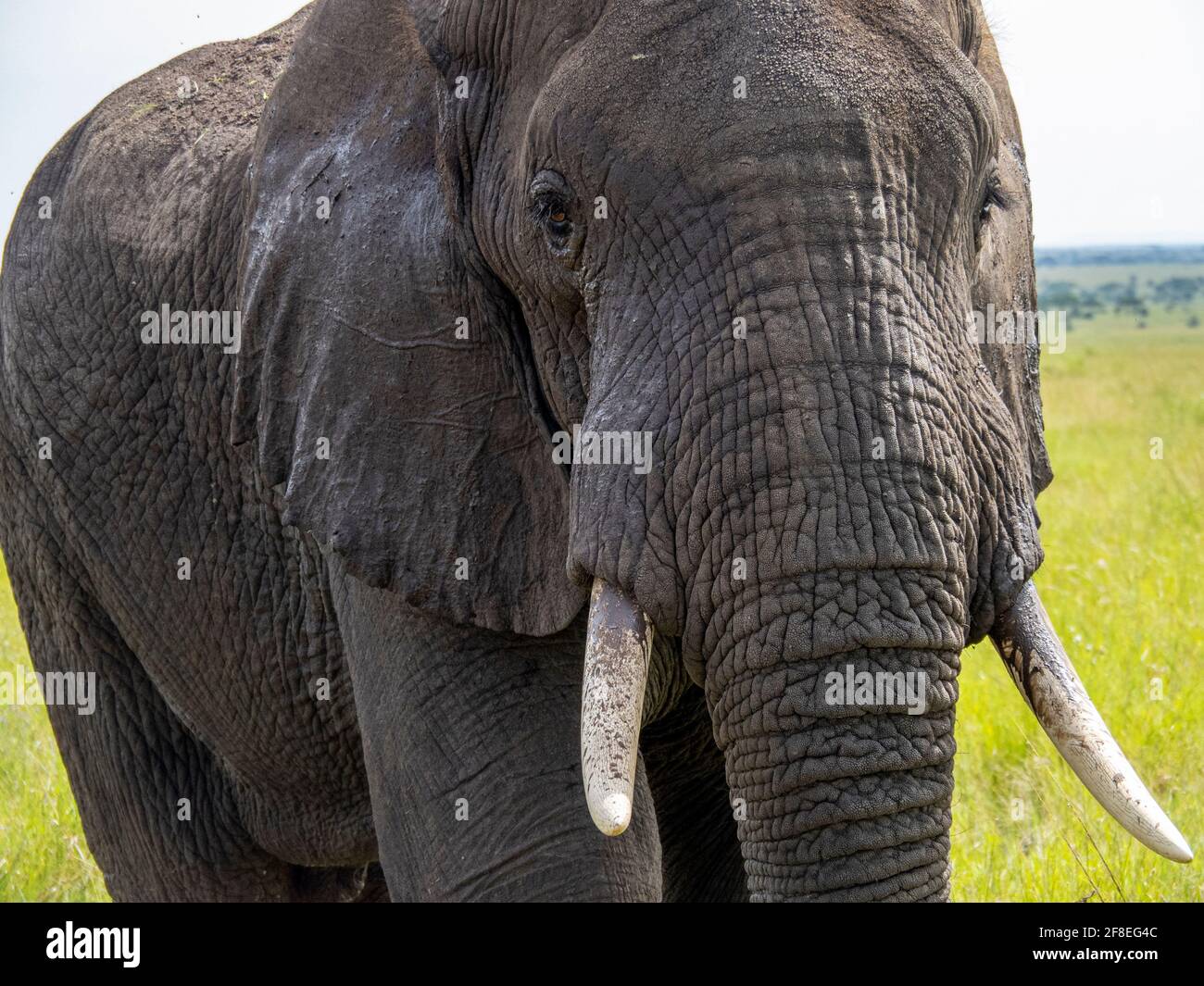 African elephant tusks hi-res stock photography and images - Alamy