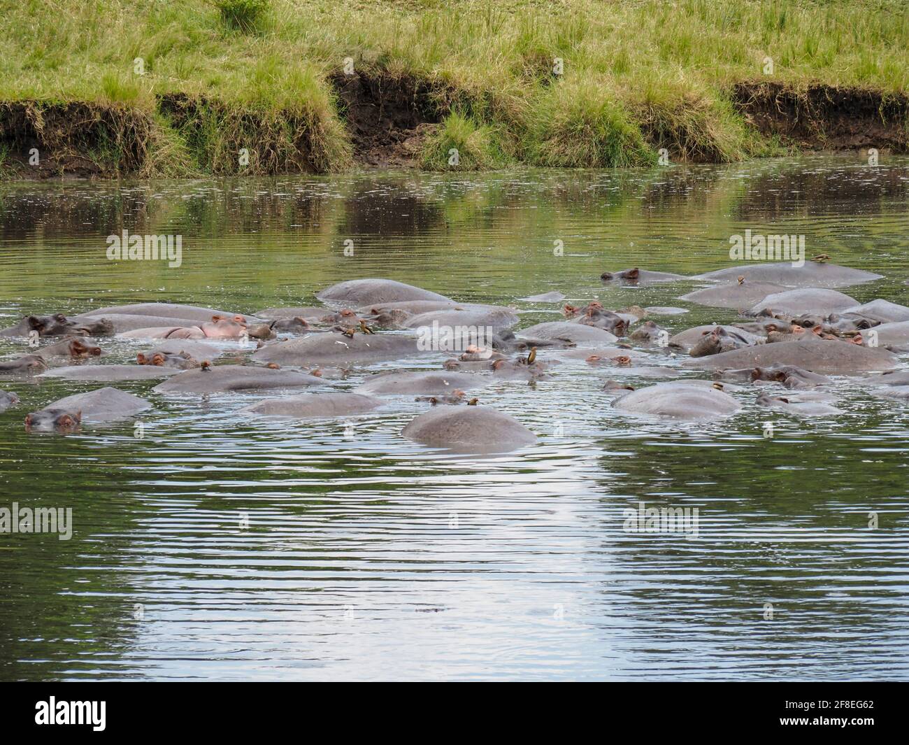 Masai Mara, Kenya, Africa - February 26, 2020: Hippos in pond at ...