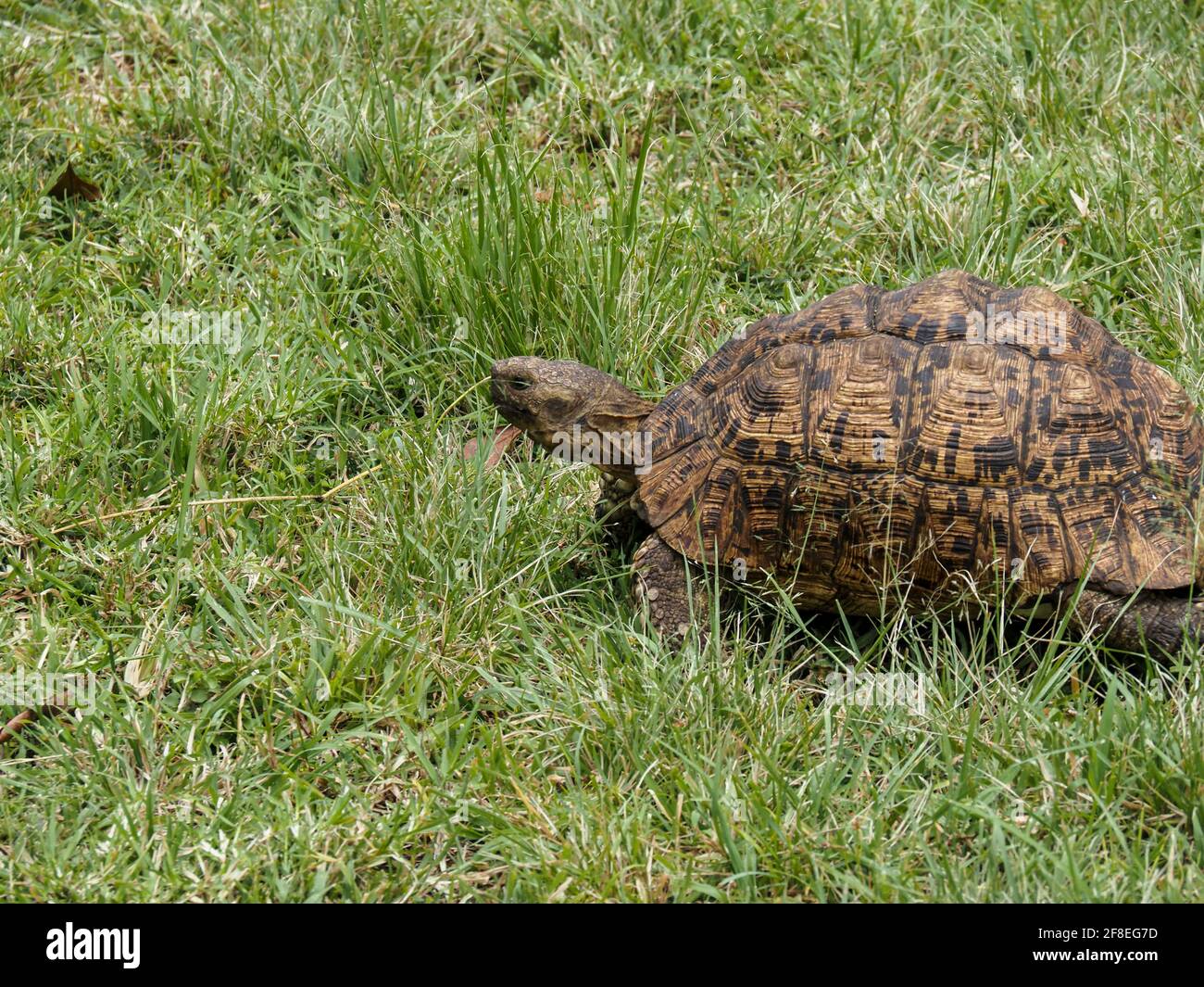 Masai Mara, Kenya, Africa - February 26, 2020: Leopard Tortoise in the ...