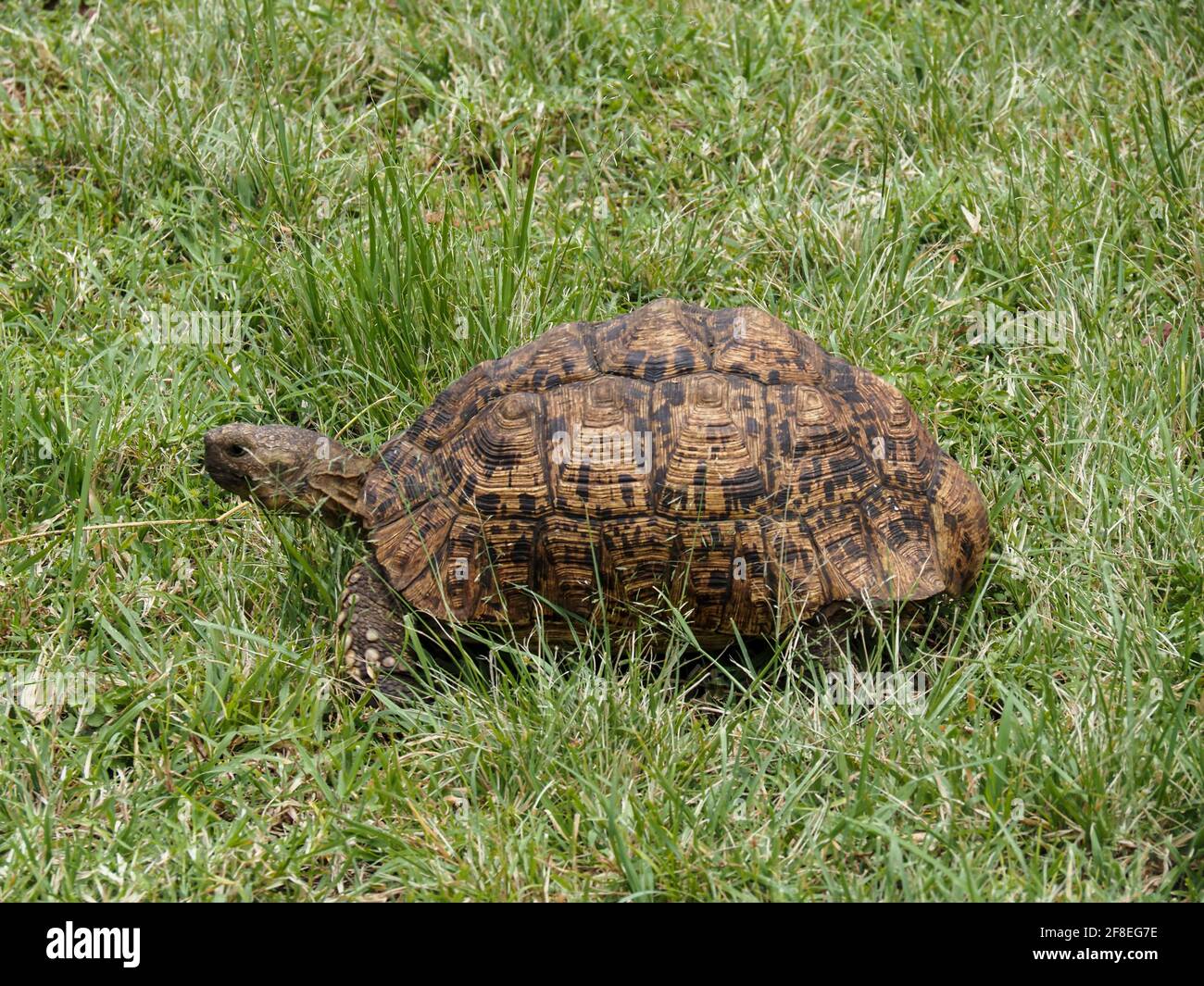 Sudan grass hi-res stock photography and images - Alamy
