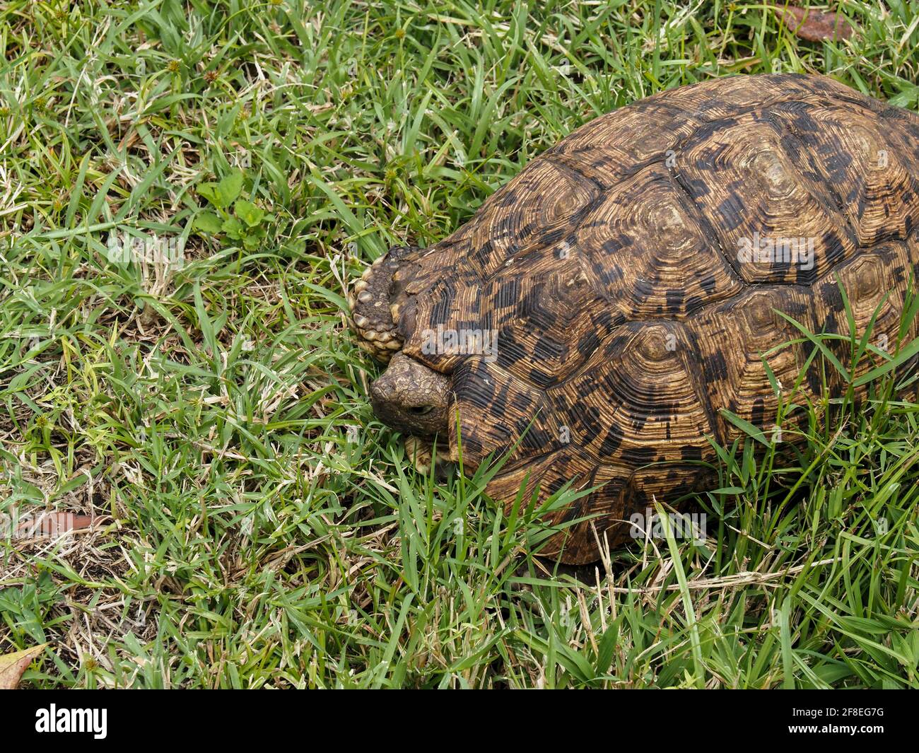 Masai Mara, Kenya, Africa - February 26, 2020: Leopard Tortoise in the ...