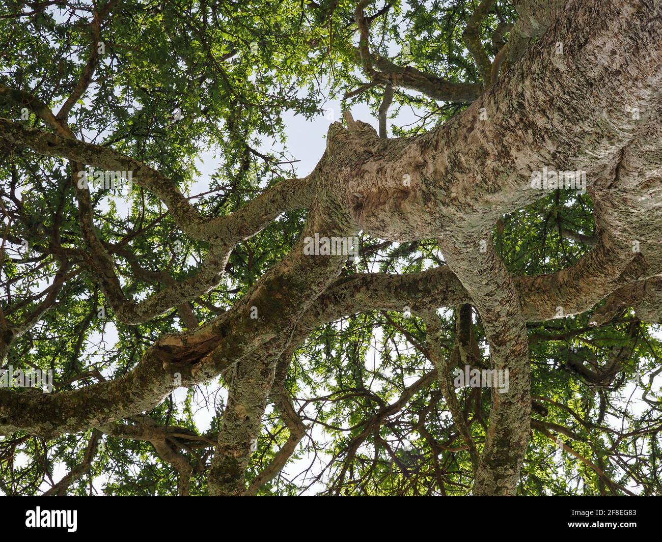Mara conservancy hi-res stock photography and images - Alamy