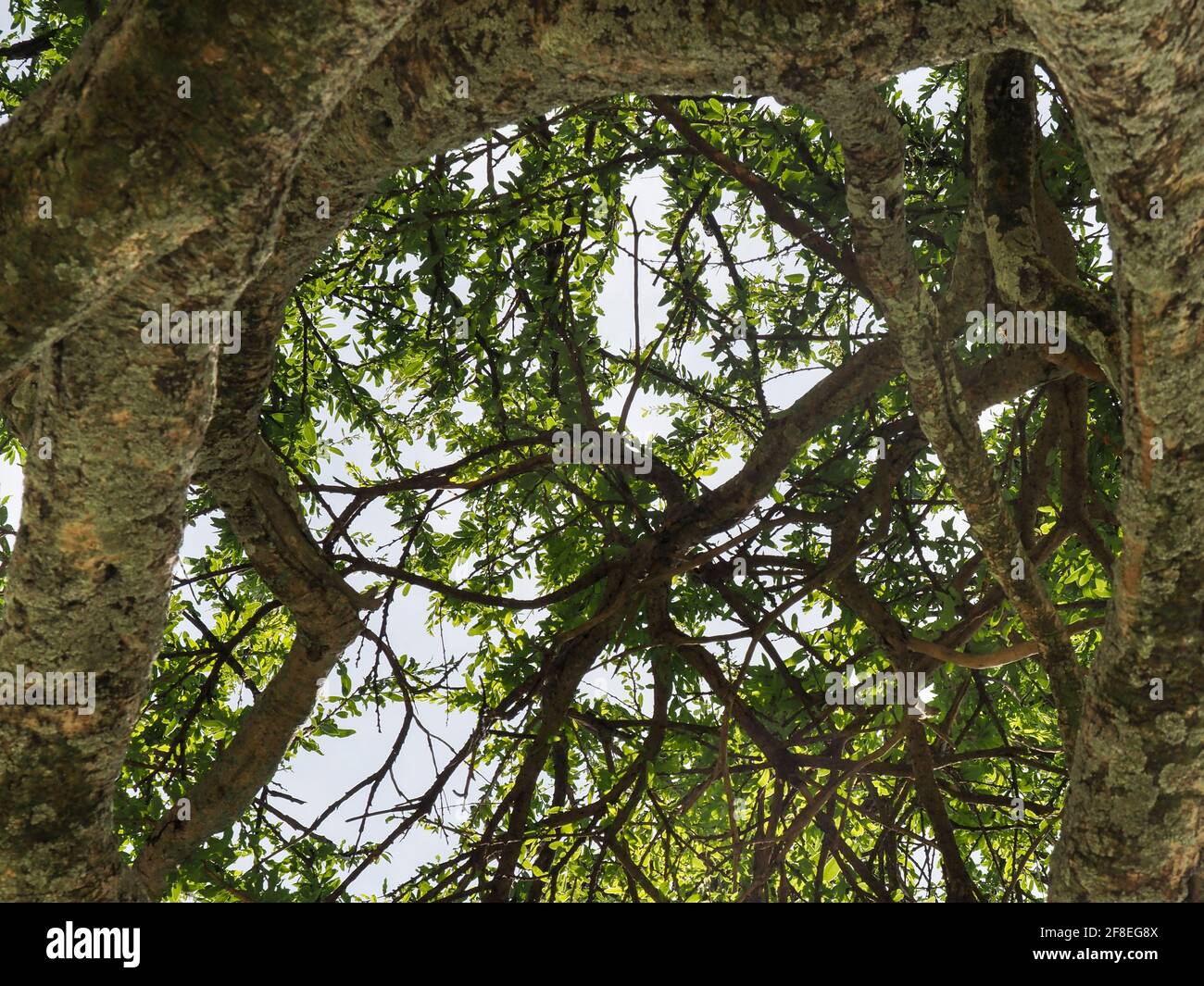 Mara conservancy hi-res stock photography and images - Alamy