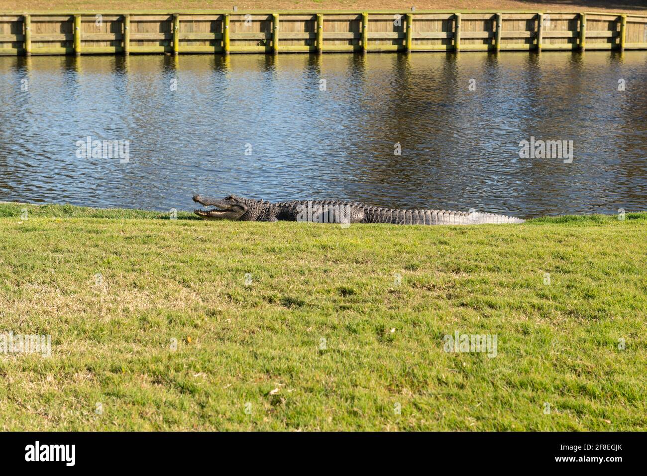 Wild Dunes Resort, South Carolina, USA - April 5, 2021. Wild alligator ...