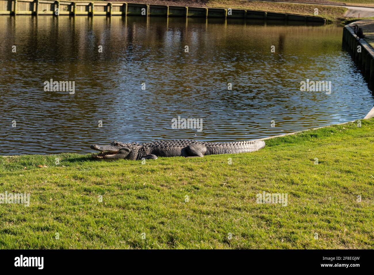 Wild Dunes Resort, South Carolina, USA - April 5, 2021. Wild alligator ...