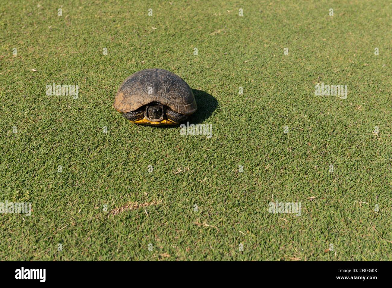 Wild Dunes Resort, South Carolina, USA - April 5, 2021. Wild turtle on ...