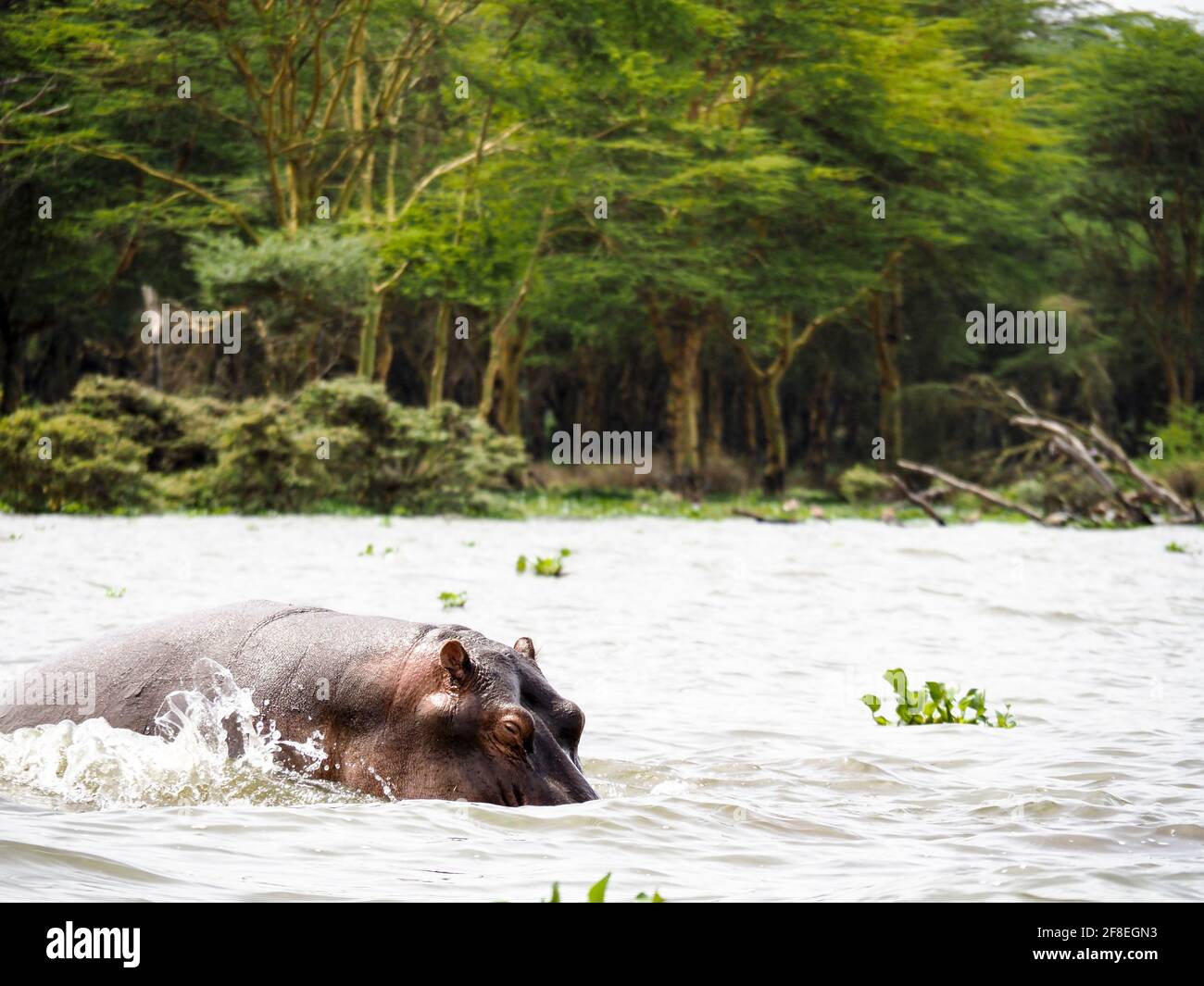 Lake Naivasha, Kenya, Africa - February 25, 2020: Hippos swimming ...