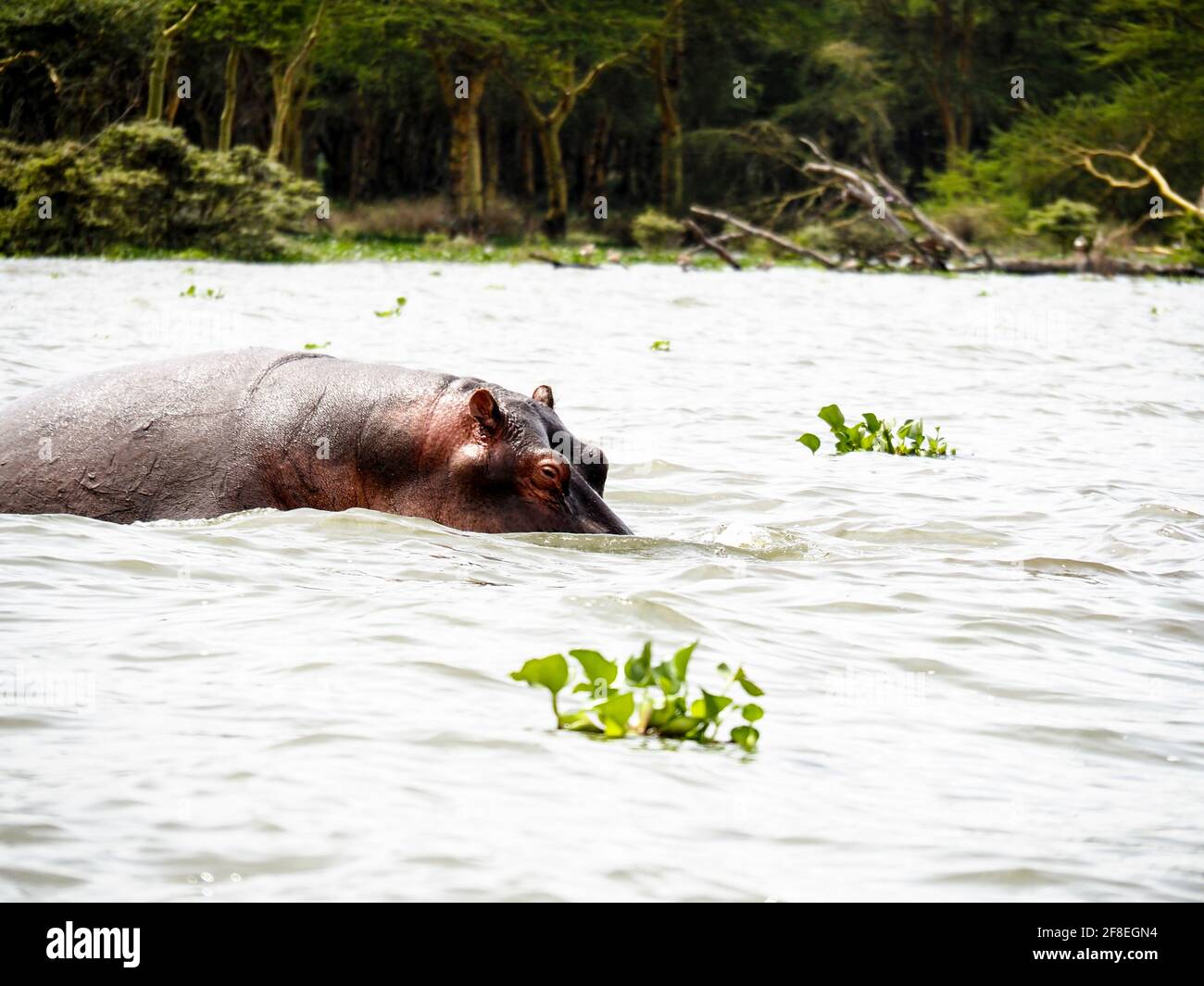 Lake Naivasha, Kenya, Africa - February 25, 2020: Hippos swimming ...