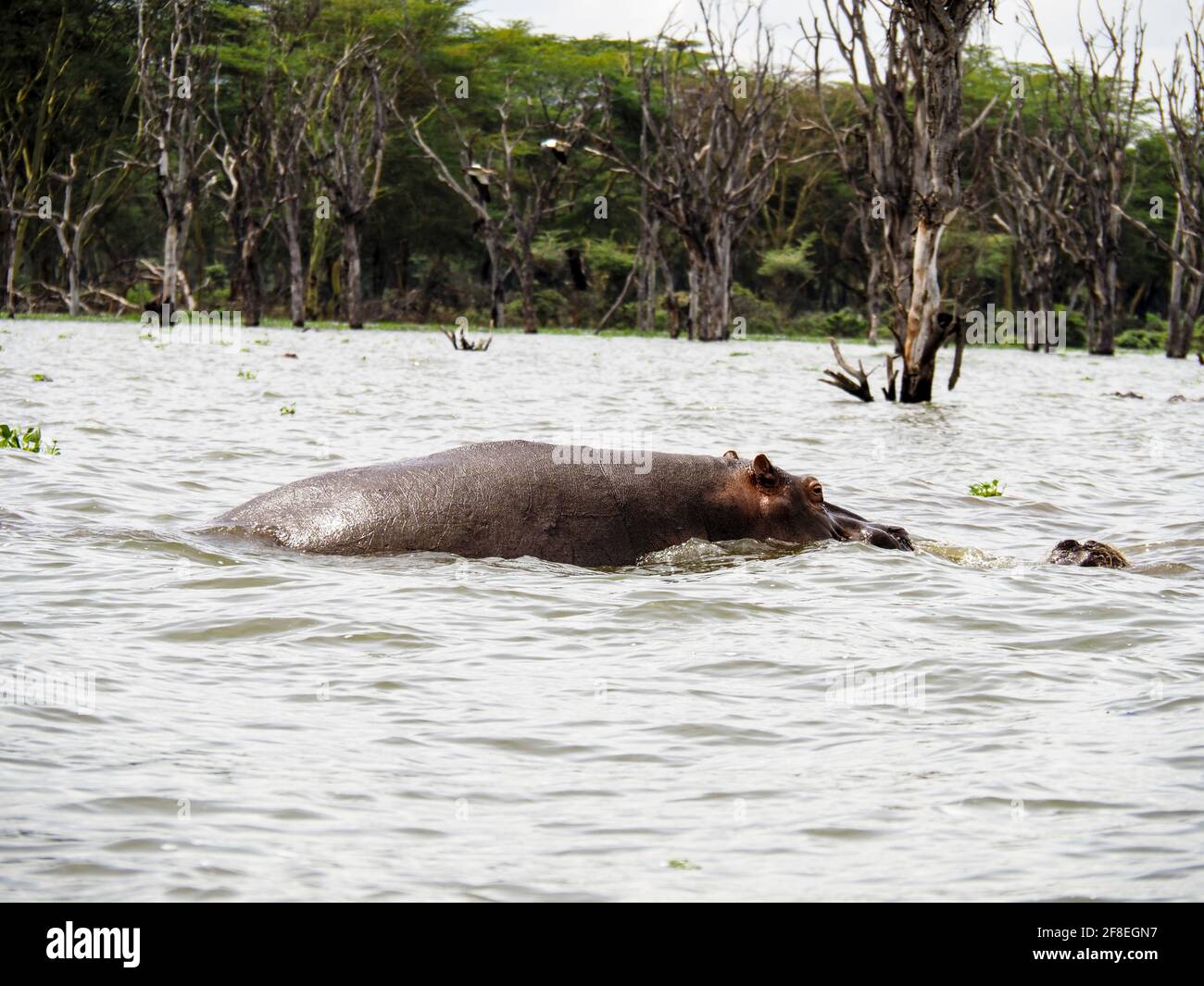 Lake Naivasha, Kenya, Africa - February 25, 2020: Hippos swimming ...
