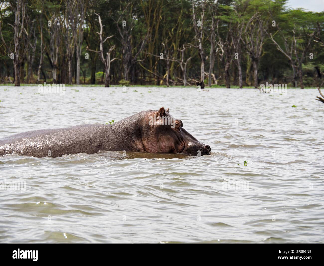 Lake Naivasha, Kenya, Africa - February 25, 2020: Hippos swimming ...