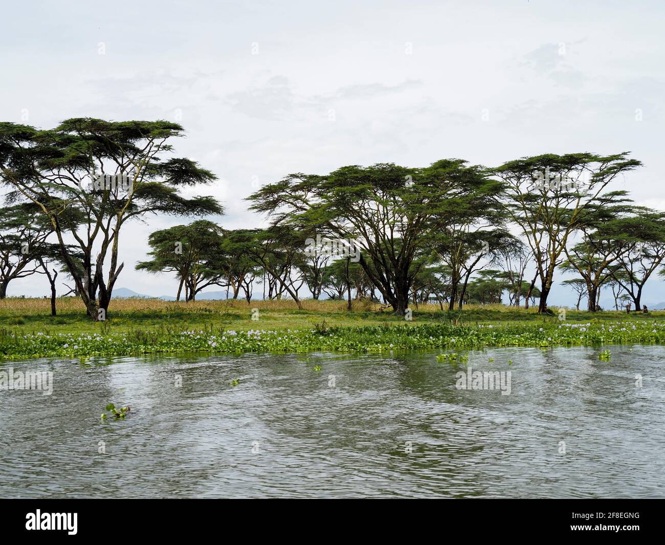 Lake Naivasha, Kenya, Africa - February 25, 2020: Crescent Island in ...