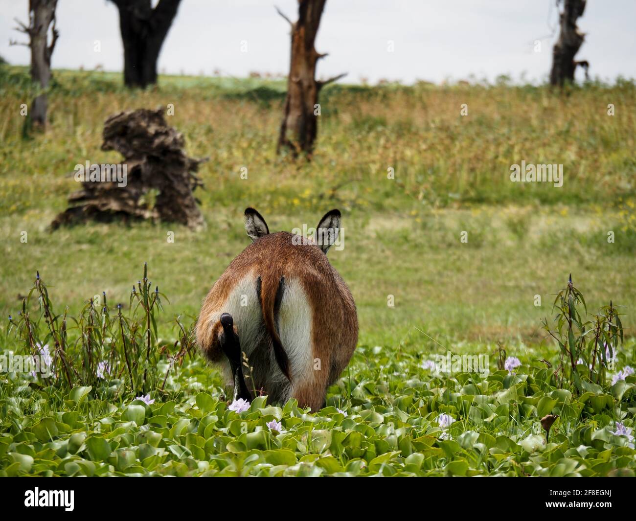 Maasai Mara, Kenya, Africa - February 26, 2020: Baby elephant in Tall ...