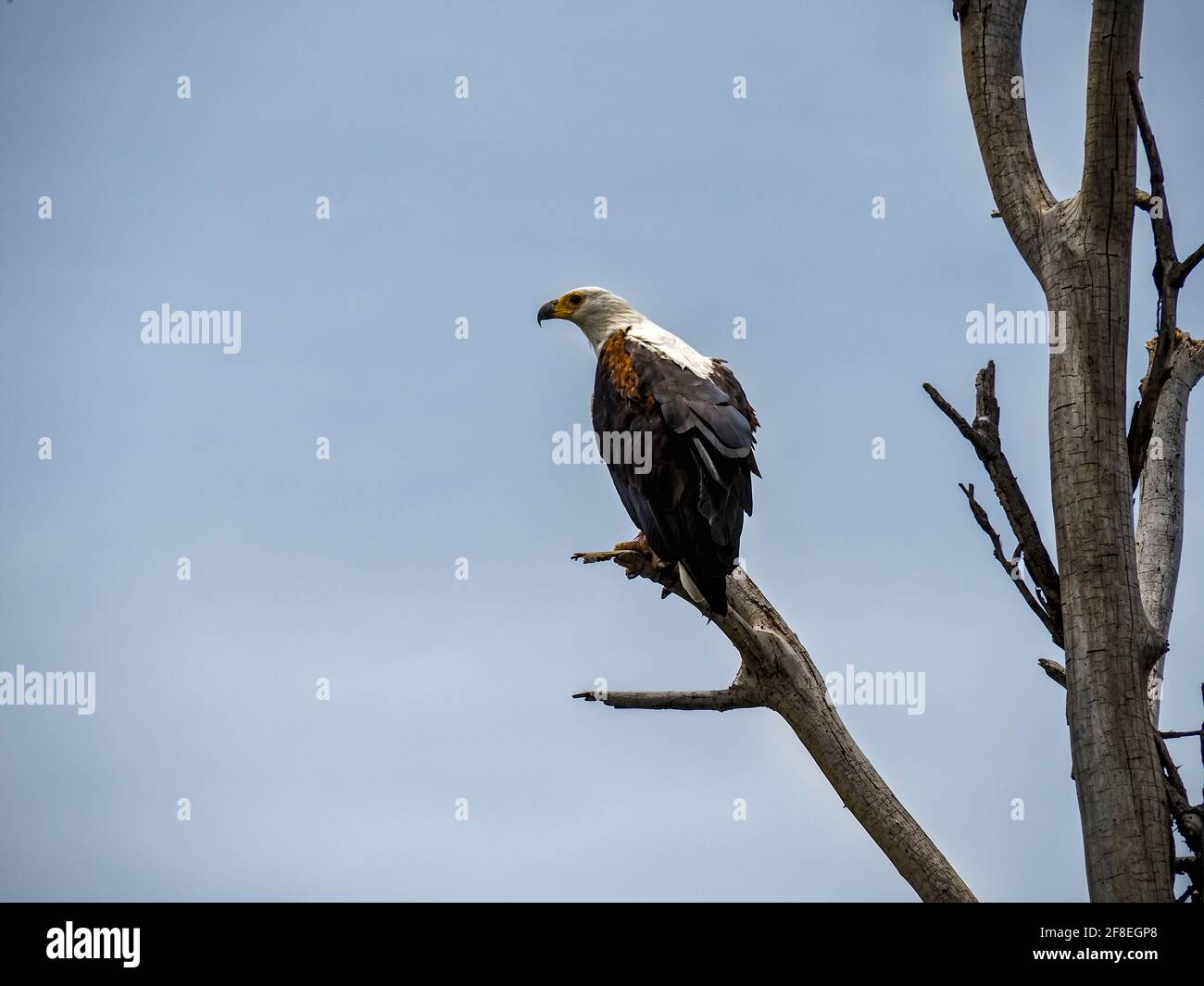 African fishing eagle hi-res stock photography and images - Alamy